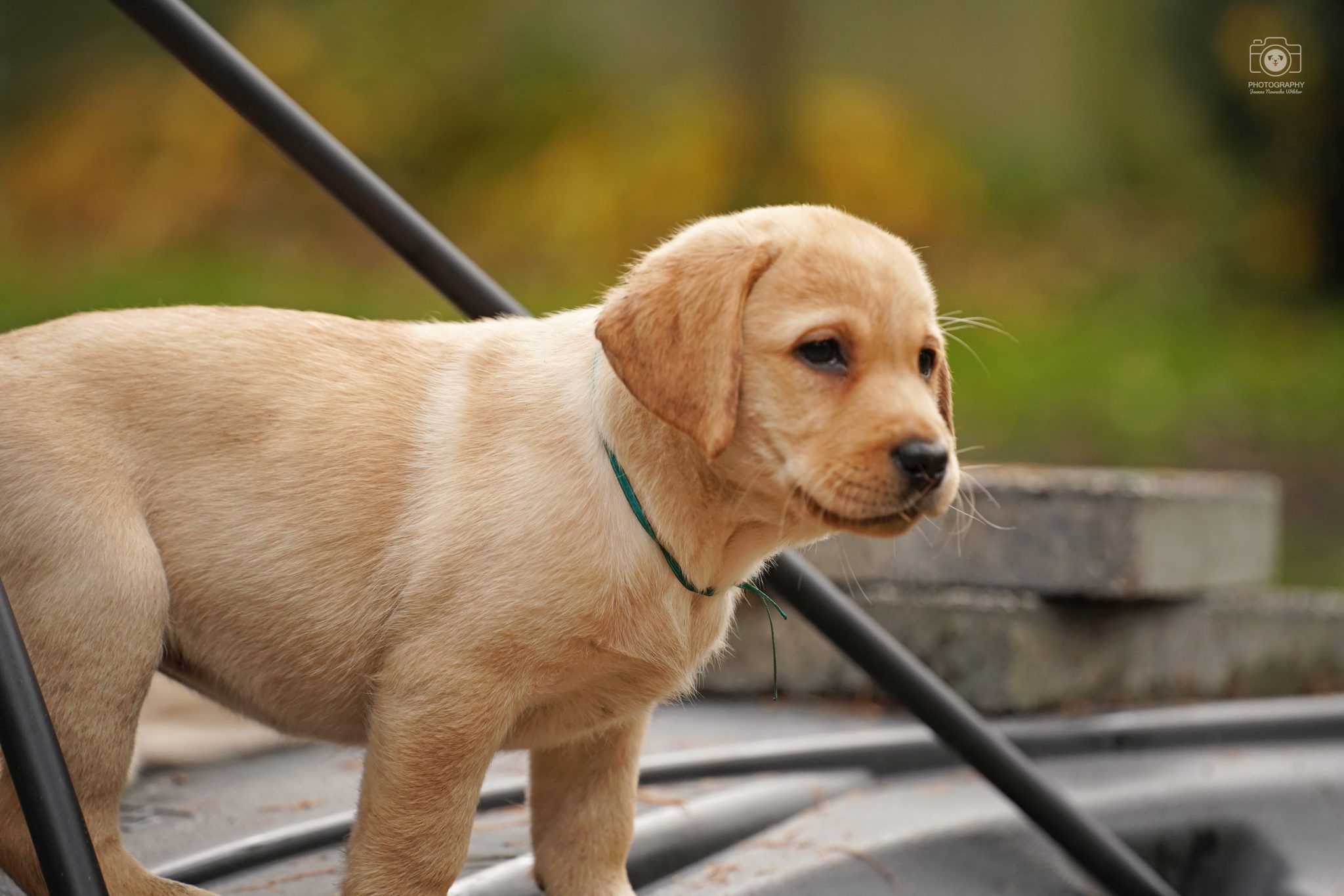Szczeniaki Labradora - Hodowla Labradorów z Sosnowego Grodu FCI